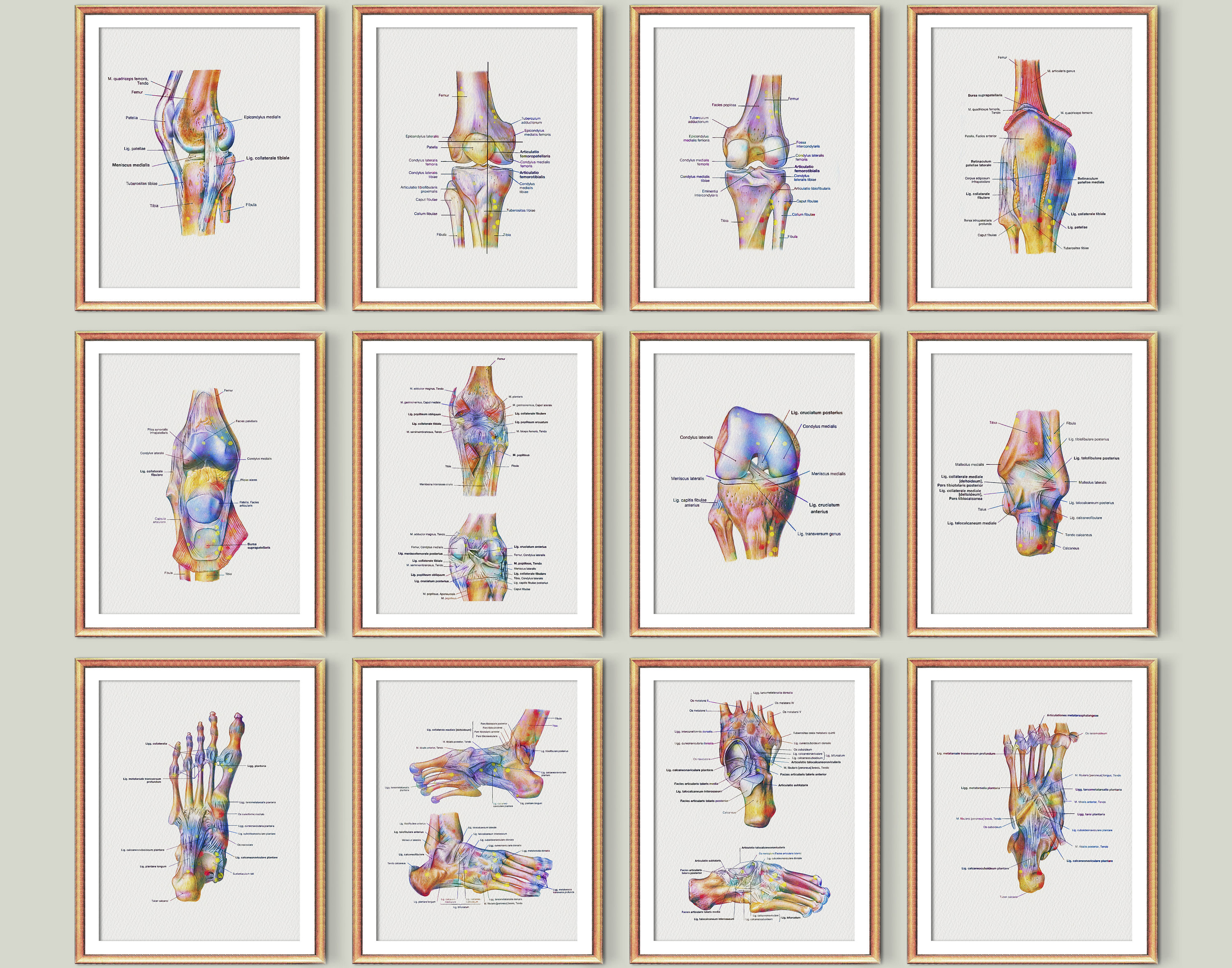 Foot Bone Diagram Labeled