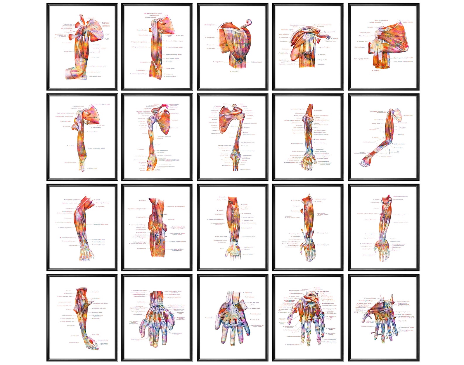 20 Anatomy of Hand Posters Muscles and Tendons Posters Hand Muscular ...