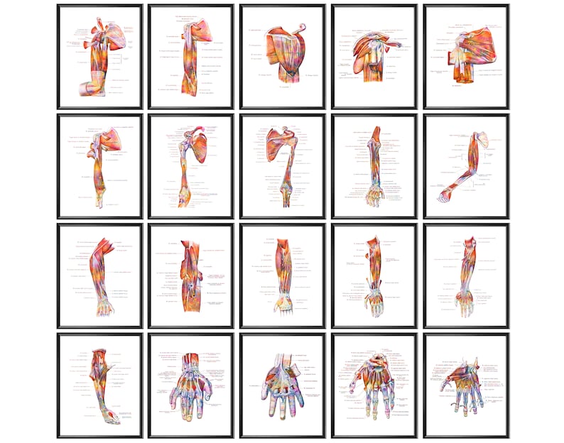 20 Anatomy of Hand Posters Muscles and Tendons Posters Hand Muscular ...