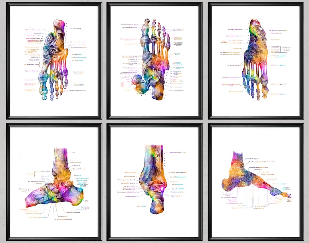 Foot Anatomy 6 Posters, Skeletal Bones Print, Podiatry Art, Medical ...