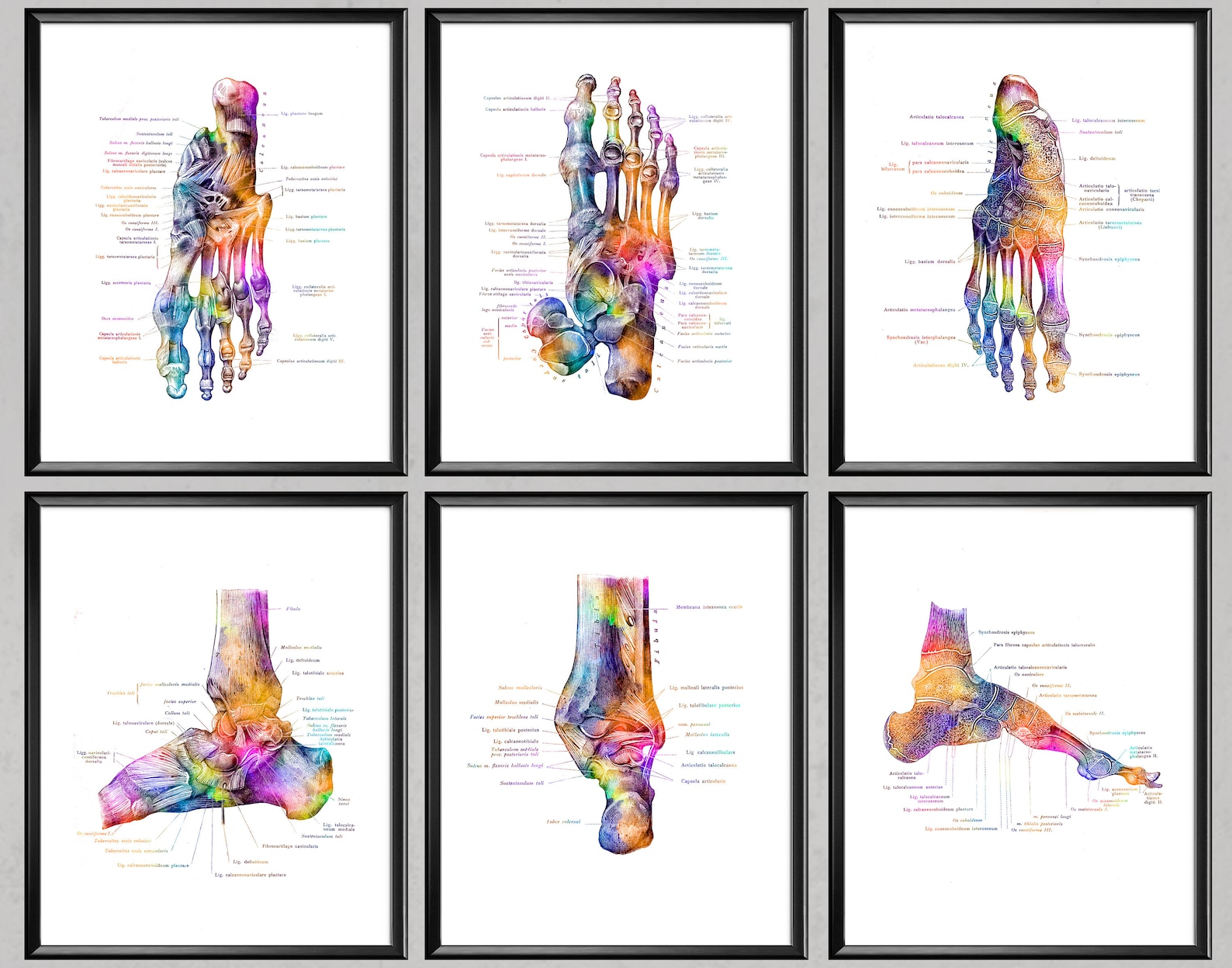 Foot Anatomy 6 Posters Skeletal Bones Print Podiatry Art | Etsy