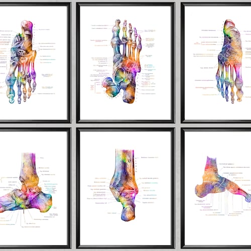 Foot Anatomy Posters Podiatry Art Medical Decor Muscles and - Etsy