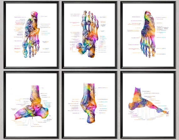 Foot Anatomy 6 Posters Skeletal Bones Print Podiatry Art - Etsy