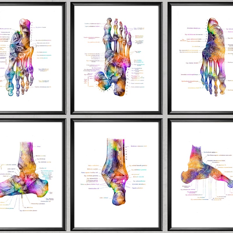 Anatomy Bones Art Print - Etsy