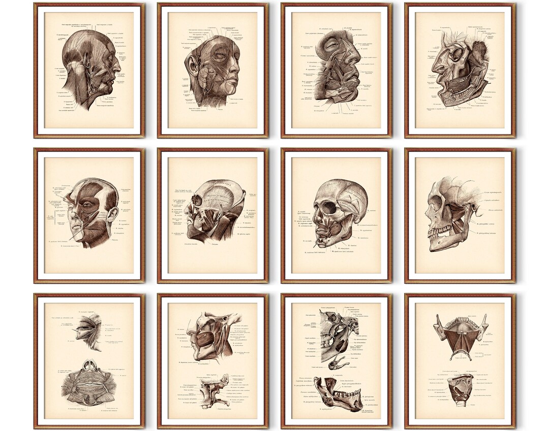 12 Vintage Face Anatomy Posters Head Anatomy Art Aesthetic Facial ...