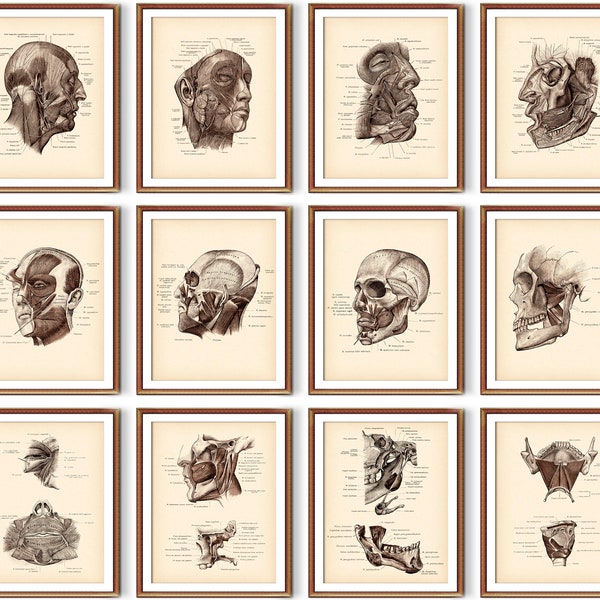 Aesthetic Anatomy Head - Etsy