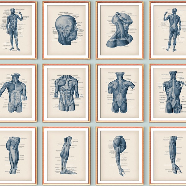 Body Muscle Anatomy Chart - Etsy