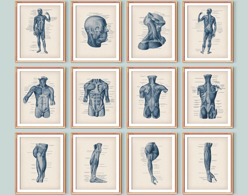 Muscle Types Poster Set 12, Human Anatomy Art, Muscular System, Vintage ...