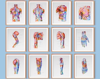 Human Muscular System Anatomy Posters Muscles Structure Print | Etsy Canada