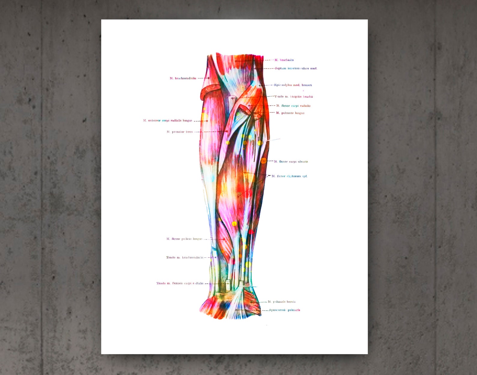 8 Anatomical Hand Muscular System Art Arm Muscles Poster Medical Art ...