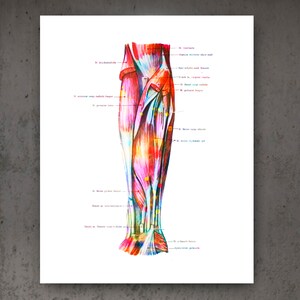 8 Anatomical Hand Muscular System Art Arm Muscles Poster Medical Art ...