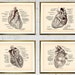 Cardiologist Gift Human Heart and Speedometer Poster Cardiology Art ...
