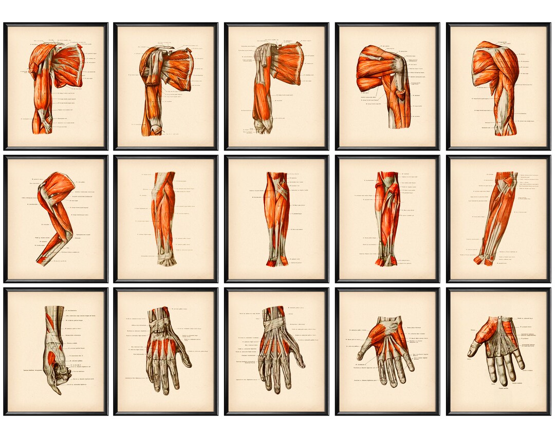 15 Anatomy of Hand and Shoulder Poster Vintage Anatomical Limb Art ...