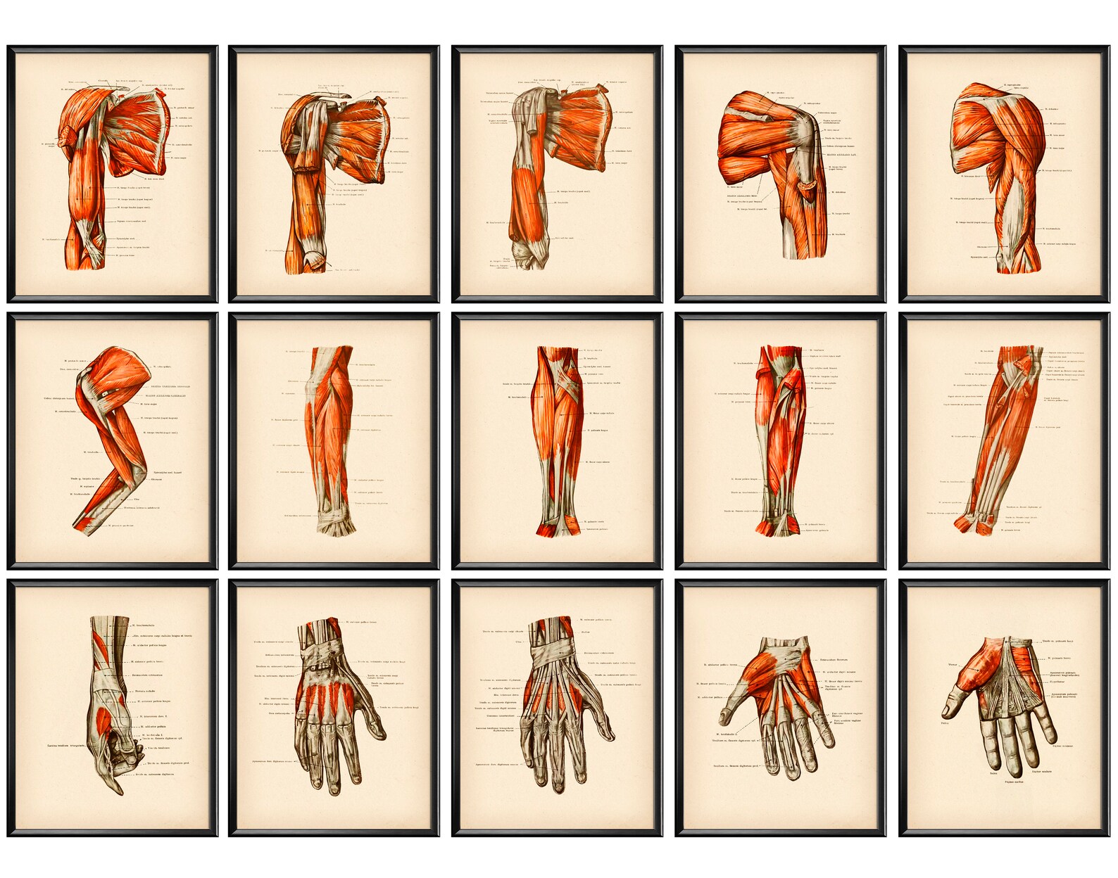 15 Anatomy of Hand and Shoulder Poster Vintage Anatomical Limb - Etsy