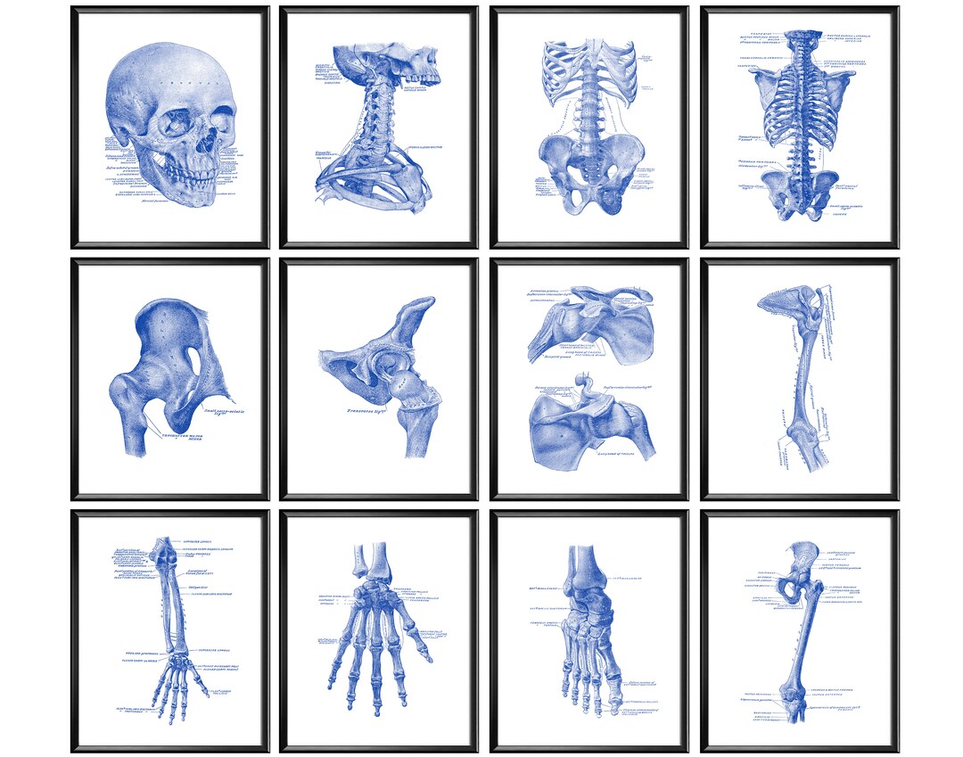 12 Skeleton Anatomy Poster Human Skeletal System Art Chiropractor ...