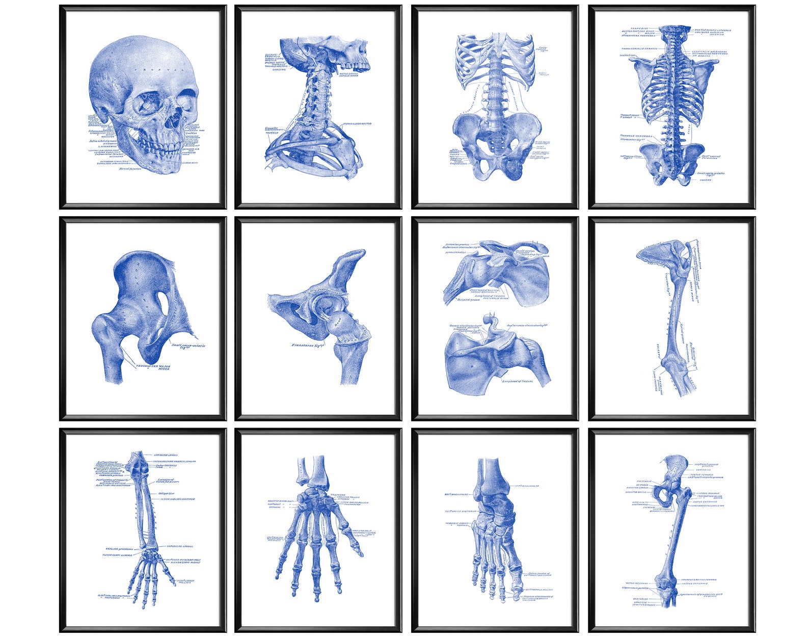 12 Skeleton Anatomy Poster Human Skeletal System Art Chiropractor ...