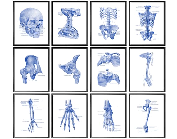 12 Skeleton Anatomy Poster Human Skeletal System Art | Etsy