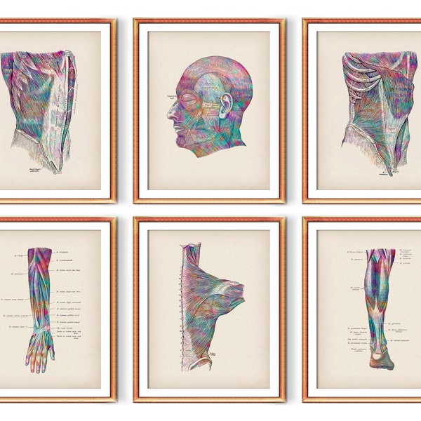 Musculoskeletal System Poster - Etsy