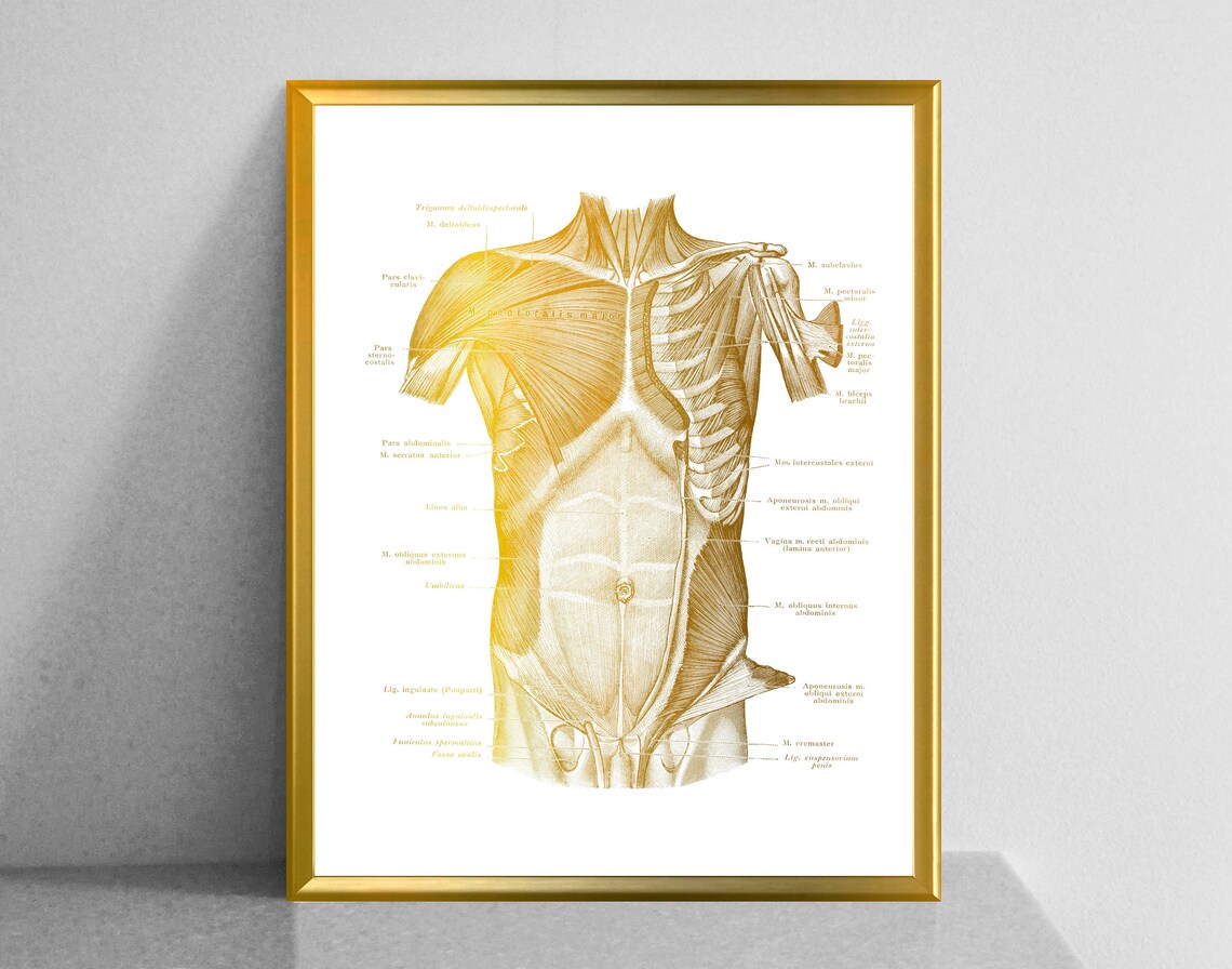Gold Anatomy Art Muscles of Torso Poster Front and Back - Etsy
