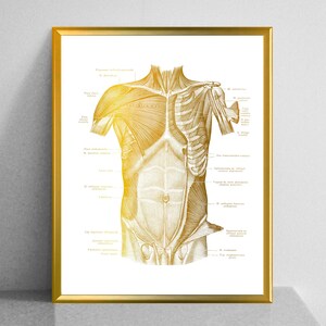 Gold Anatomy Art Muscles of Torso Poster Front and Back Muscles Prints ...