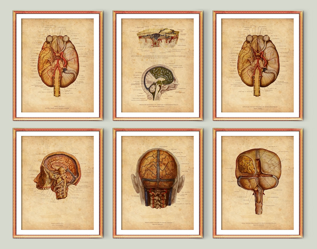Vintage Anatomy Poster Set, Brain Structure Illustration, Neurology Art ...