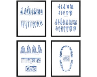 Tooth Numbering Poster Dentistry Art Dental Anatomy Art Tooth Chart ...