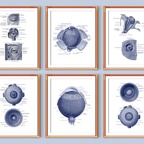 Optometrist Office Decor Eye Anatomy Art Ophthalmology - Etsy