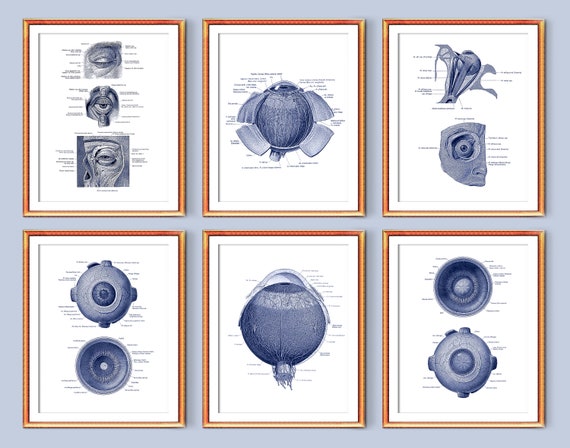 Eye Anatomy Diagram Art Posters Human Eye Structure Medical - Etsy