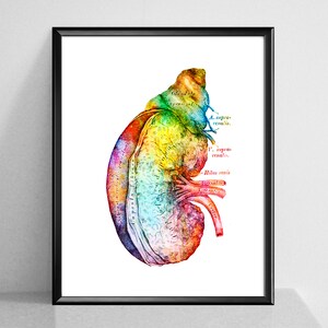 Watercolor Kidney Anatomy Art, Anatomical Kidney Poster, Endocrine ...