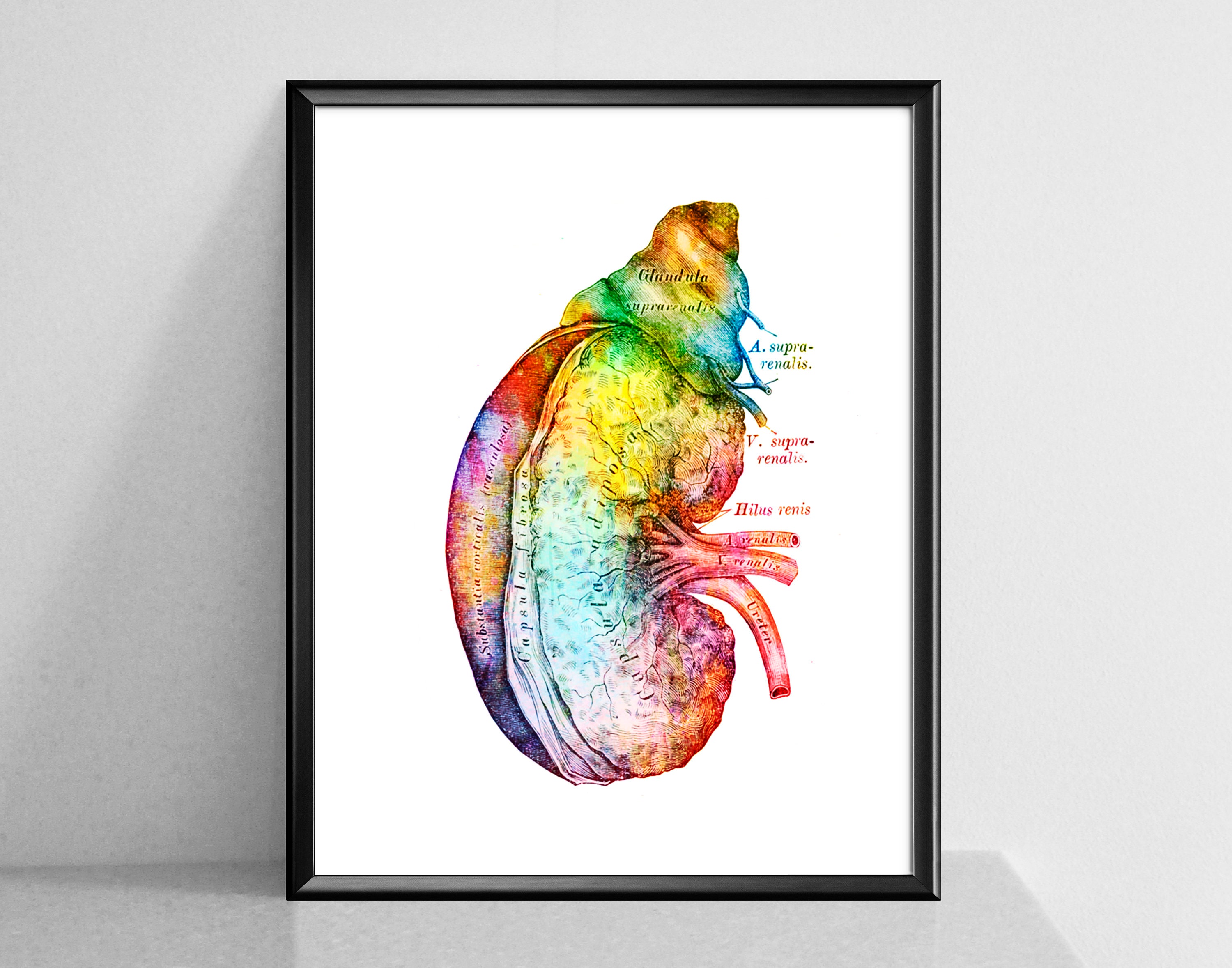 Arte De Anatomía Renal De Acuarela Póster Anatómico De Riñón Etsy España