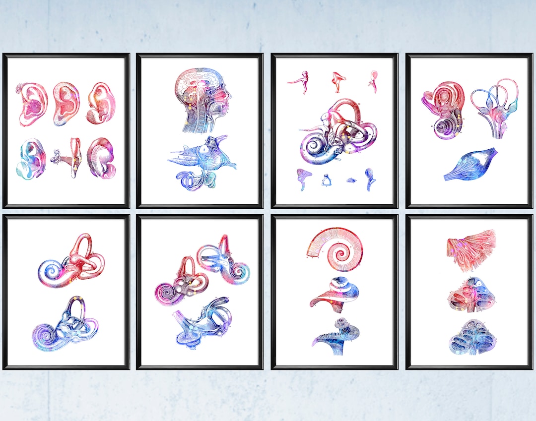 8 Audiology Art Ear Anatomy Art Audiologist Gift Inner Ear Structure ...