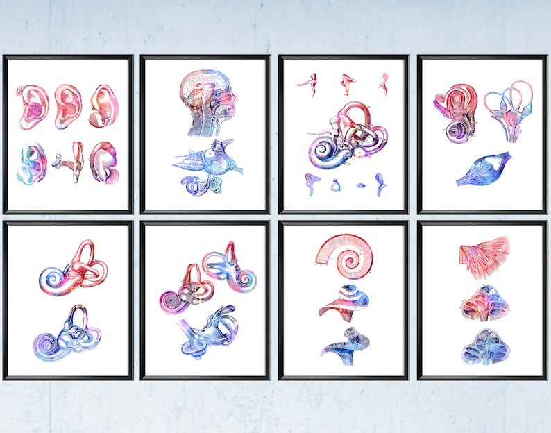 8 Audiology Art Ear Anatomy Art Audiologist Gift Inner Ear | Etsy