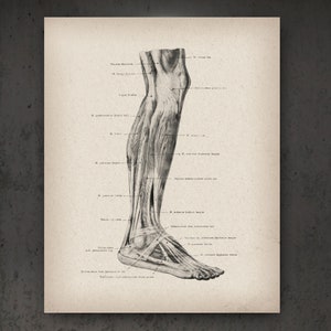 12 Anatomical Print Vintage Anatomy Poster Muscular System Structure ...