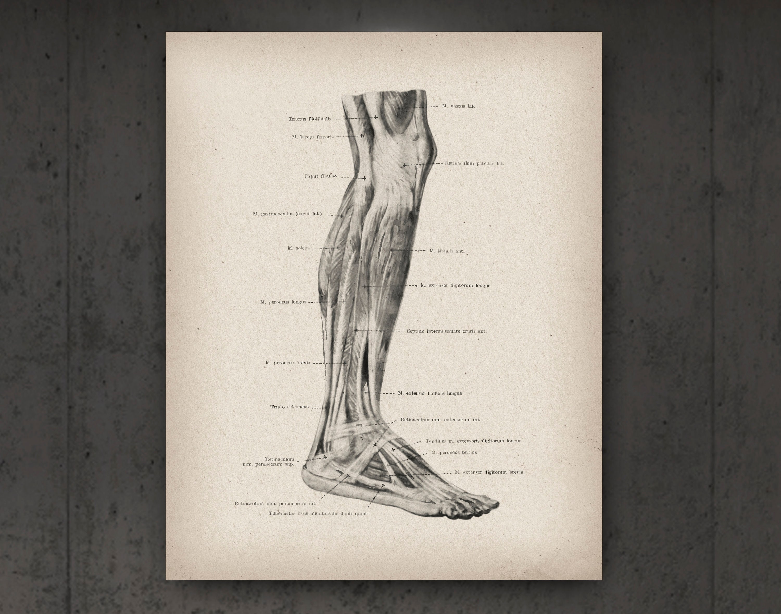 12 Vintage Anatomy Poster Human Muscular System Structure Doctor Office ...