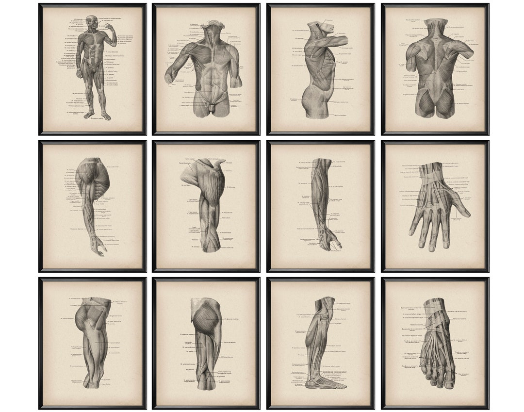 12 Vintage Medical Posters of Human Muscular System Physiology Art ...