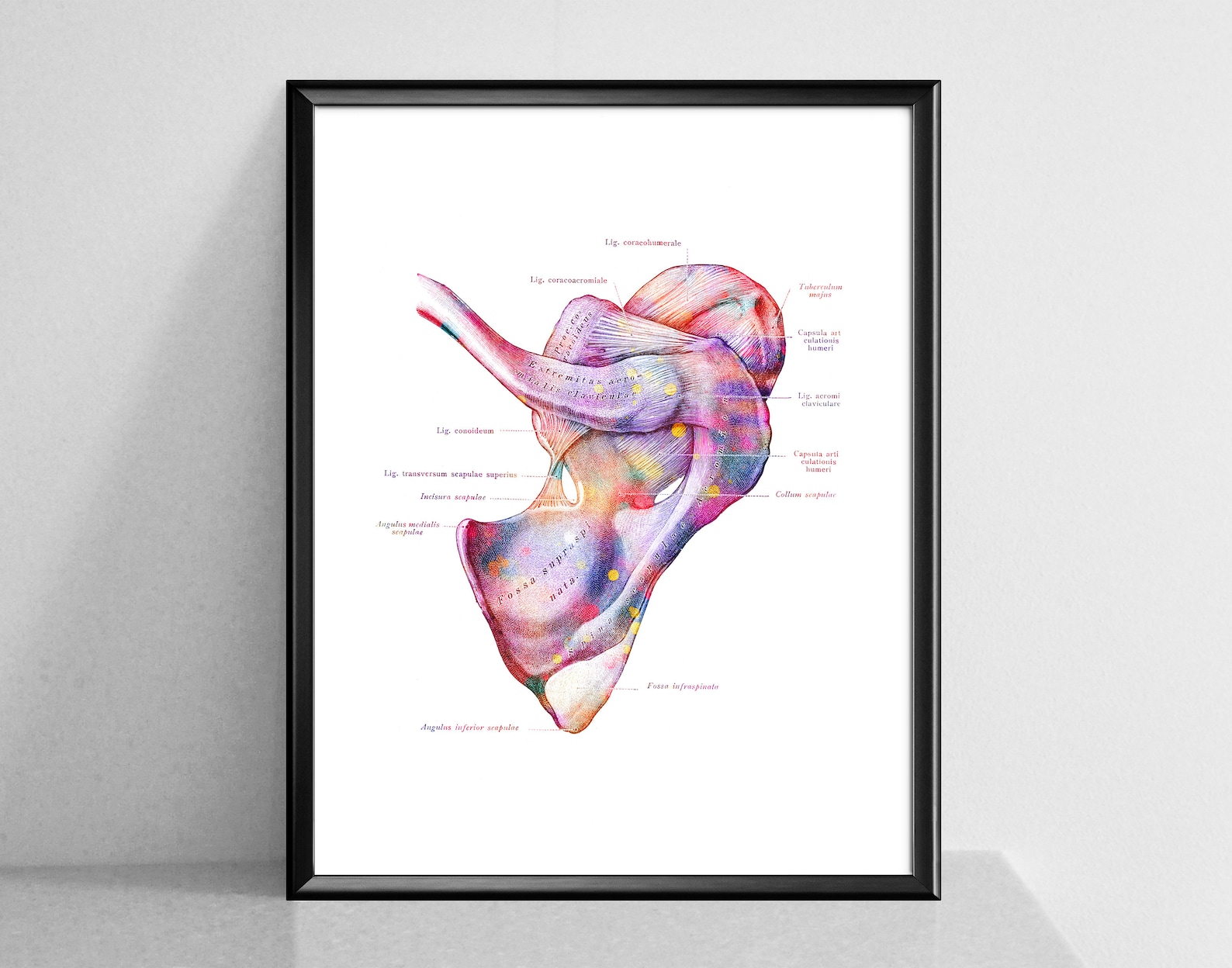 Shoulder Human Anatomy Posters Elbow Joint Art Scapula Bone - Etsy
