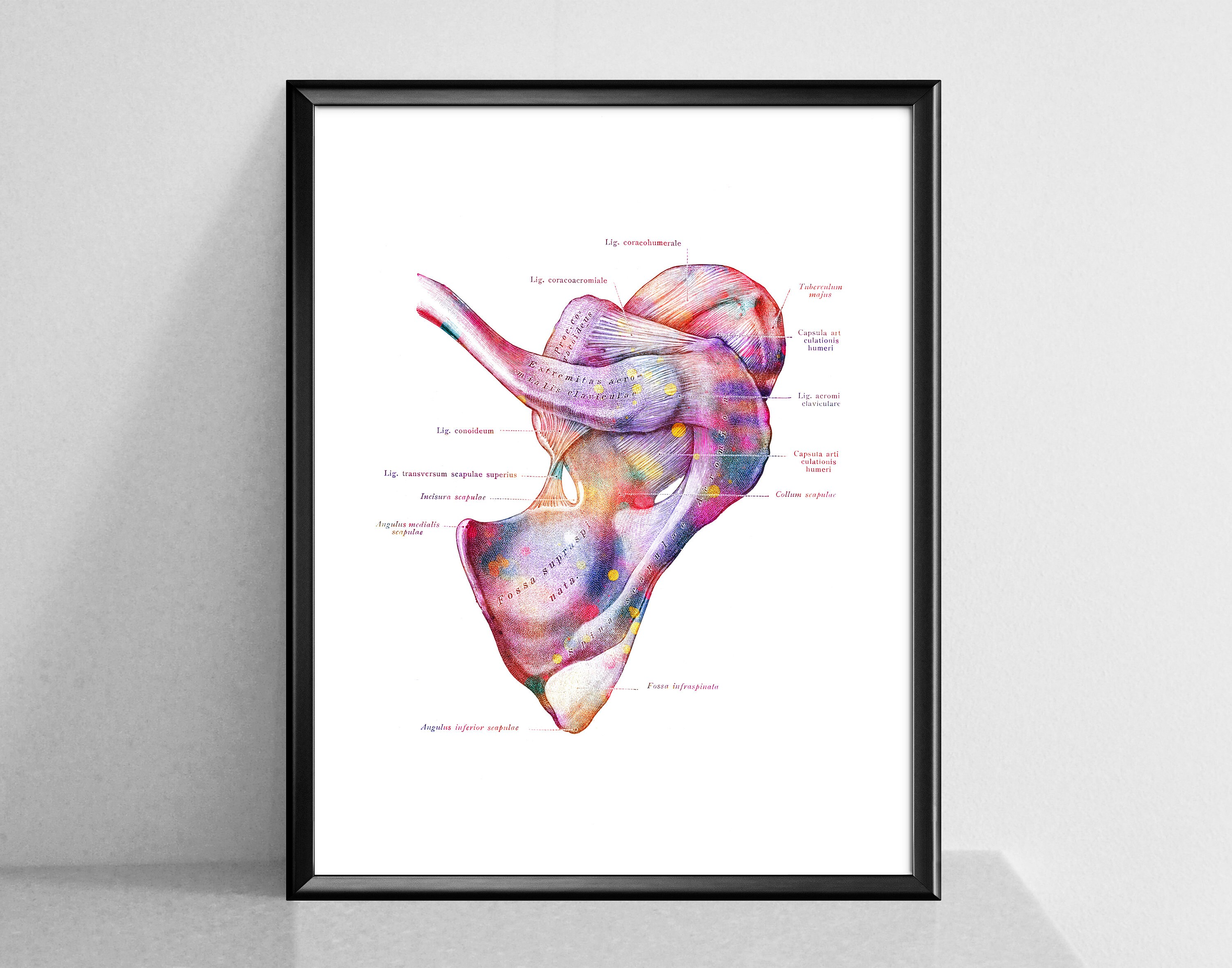 Shoulder Human Anatomy Posters Elbow Joint Prints Scapula Bone | Etsy