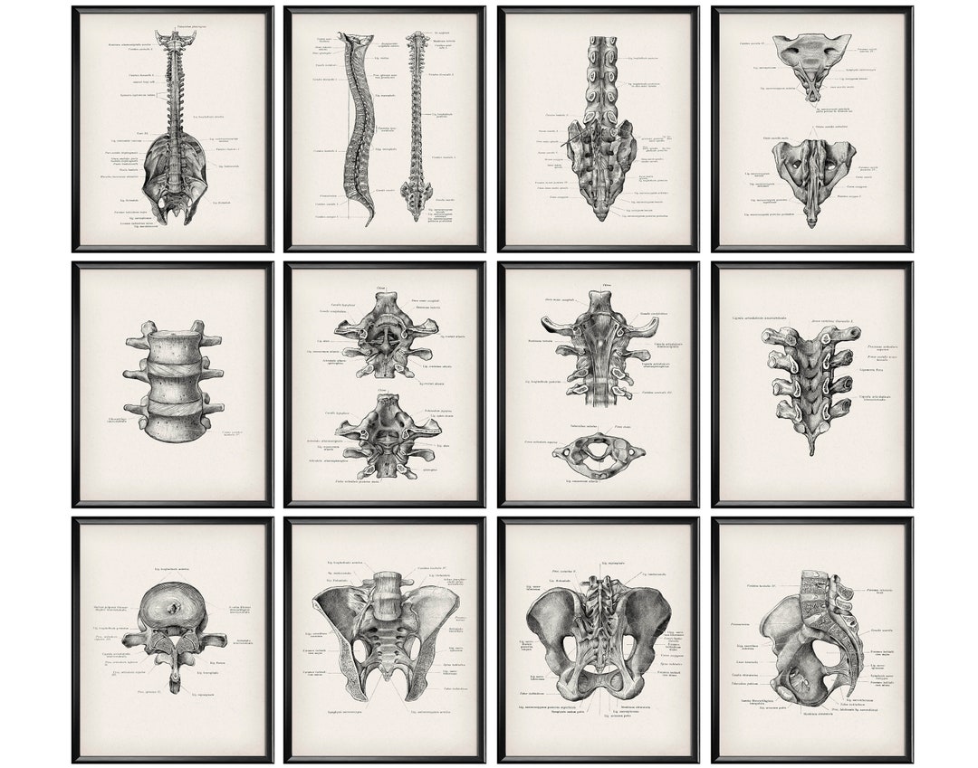 Chiropractor Gift Anatomy Art Spine Print Backbone Poster Vertebral ...