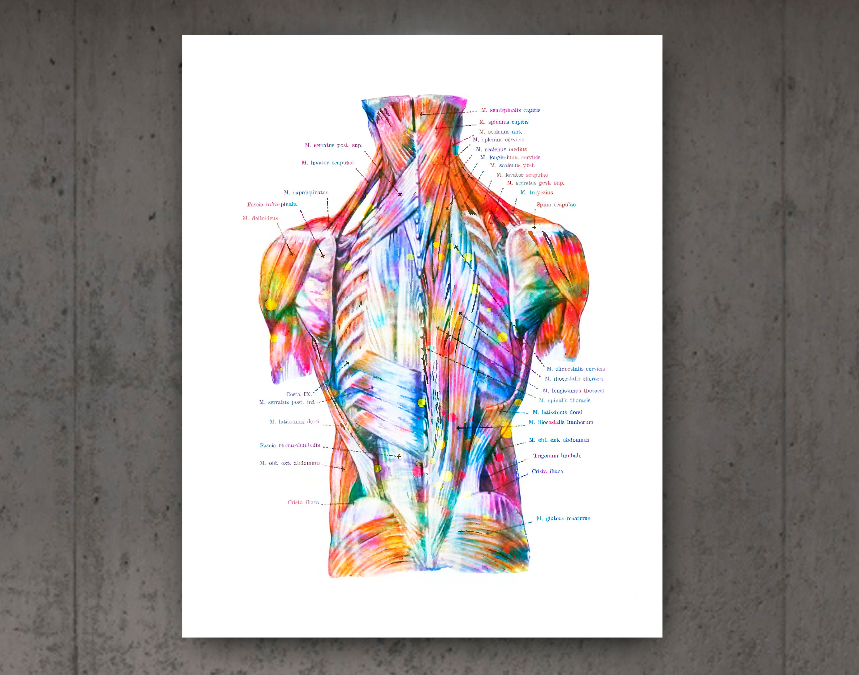 6 Torso Muscles Anatomy Poster Muscular System Watercolor Art Medical ...