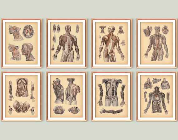 Anatomy And Physiology Diagrams