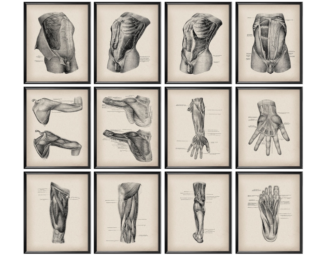 Set 12 Vintage Muscle Anatomy Posters Medical Art Physiology Artwork ...