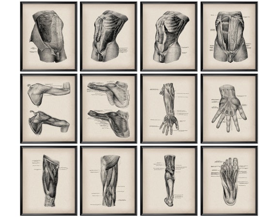 Set 12 Vintage Muscle Anatomy Posters Medical Art Physiology - Etsy