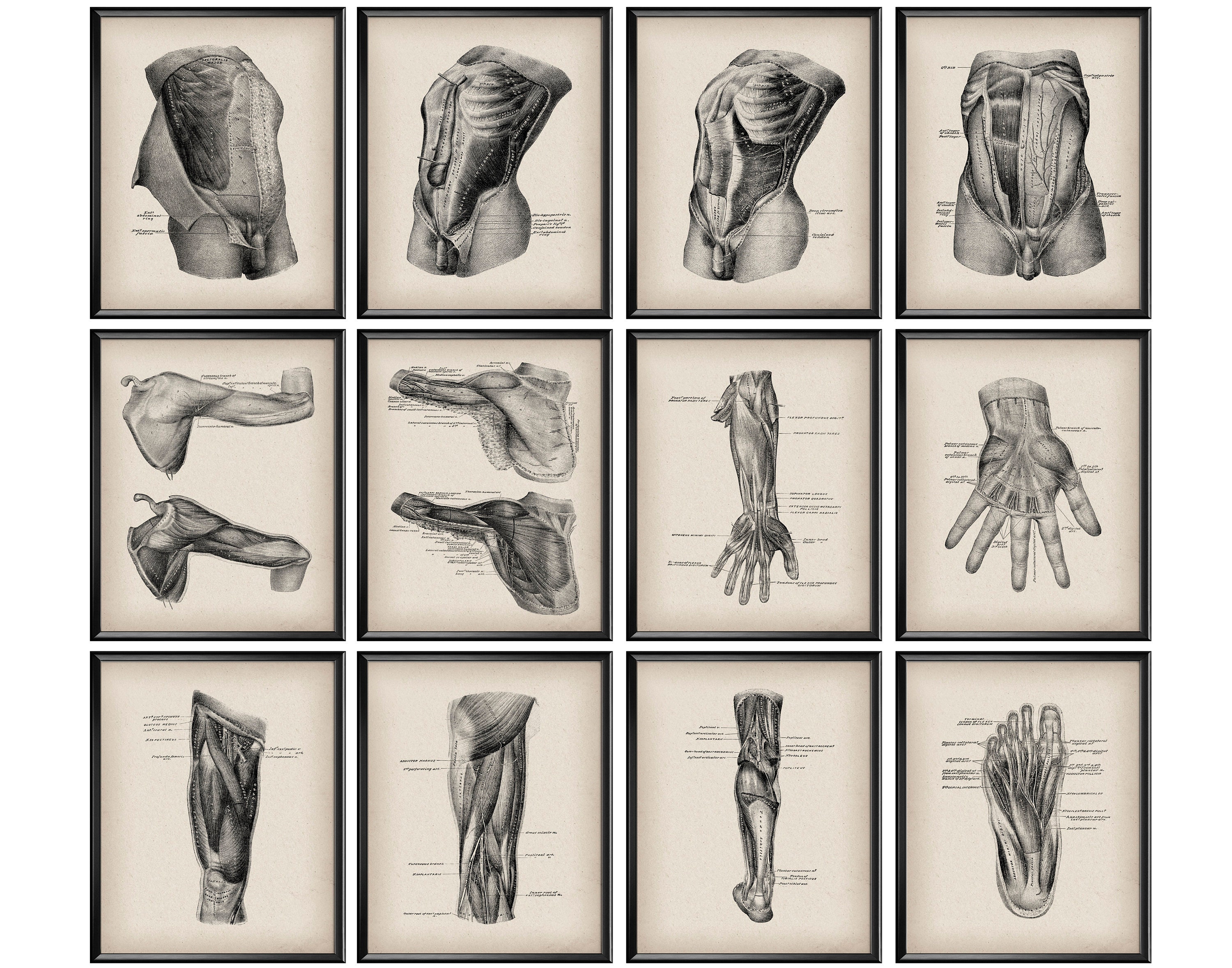 Set 12 Vintage Muscle Anatomy Posters Medical Art Physiology - Etsy