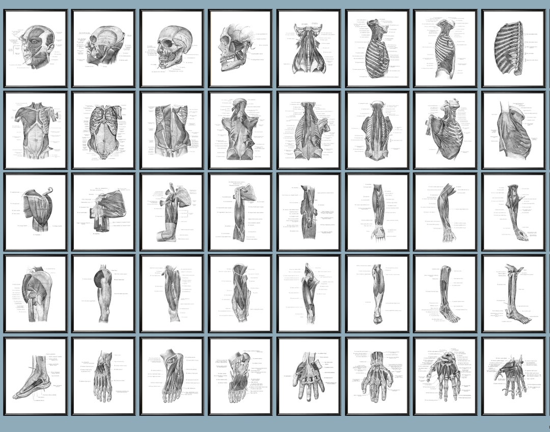 40 Labeled Musculoskeletal Structure Posters, Muscles Anatomy Art ...