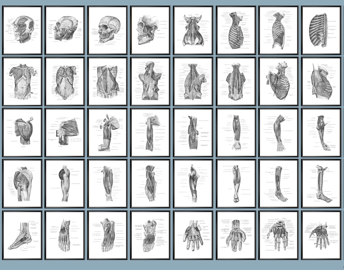 40 Labeled Musculoskeletal Structure Posters Muscles Anatomy | Etsy