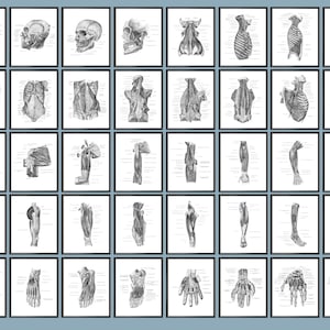 40 Labeled Musculoskeletal Structure Posters, Muscles Anatomy Art ...