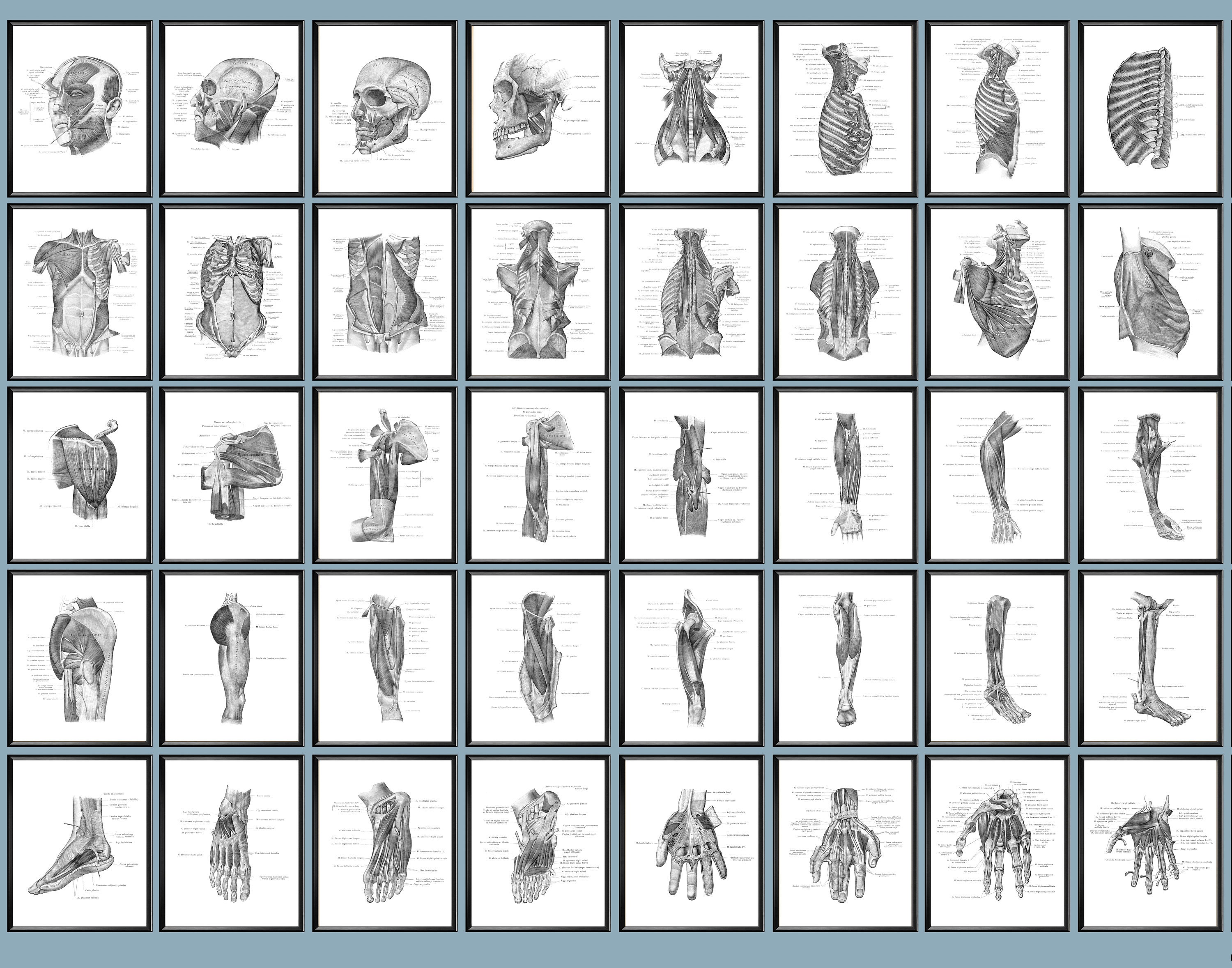 40 Labeled Musculoskeletal Structure Posters, Muscles Anatomy Art ...