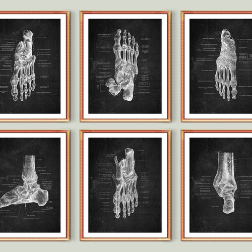 Plantar Foot Anatomy Poster - Etsy