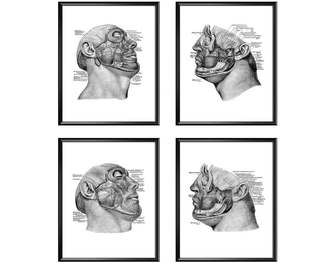 4 Facial Anatomy Posters Head Anatomy Print Medical Art Facial Muscles ...