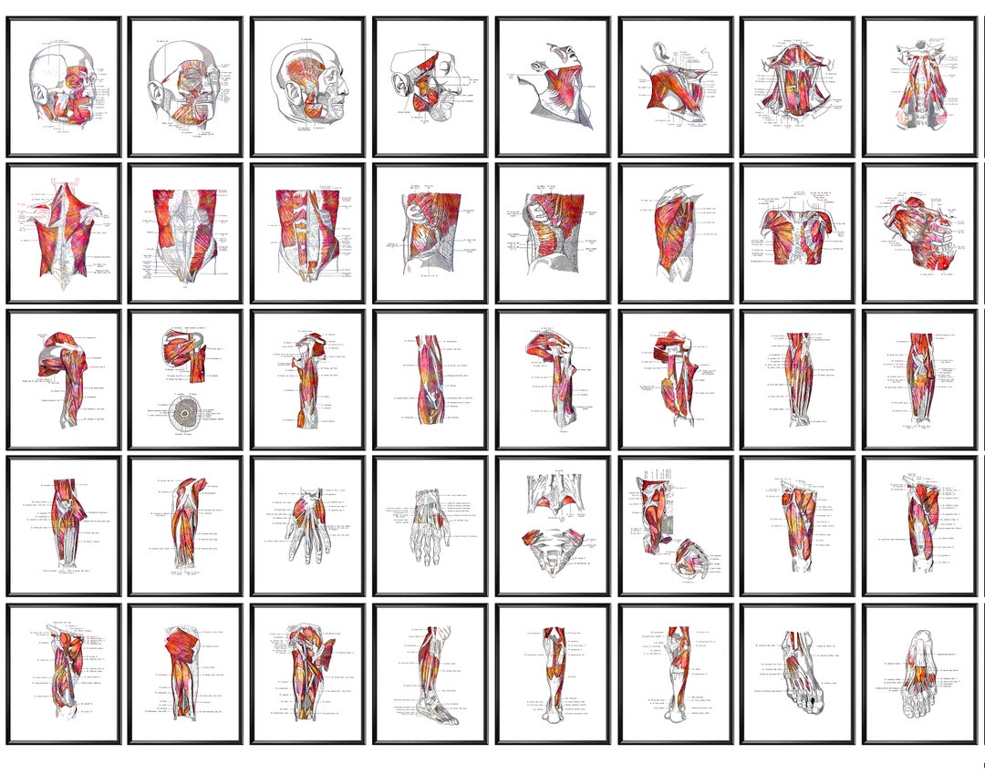 40 Musculoskeletal Anatomy Posters Human Body Structure Watercolor Art ...